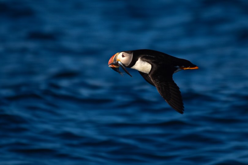 The Wildlife of Acadia National Park