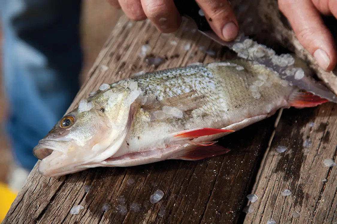 From Catch to Plate: How to Prepare and Cook Fresh Fish